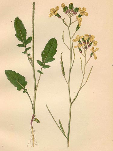 Val - Znanje - Portal za razvoj svijesti | Poljska rotkva - RAPHANUS ...